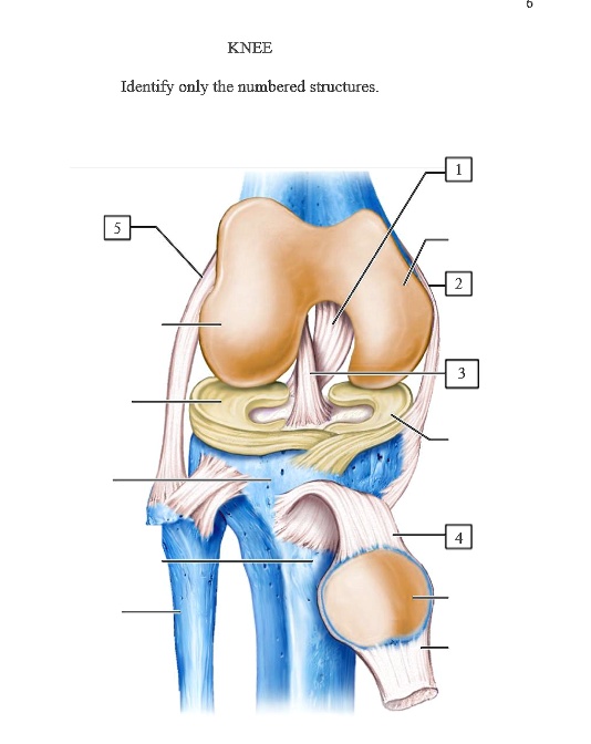 SOLVED: KNEE Identify only the numbered structures. SOLVED: KNEE Identify only the numbered structures.