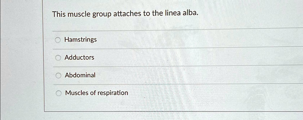 SOLVED: This muscle group attaches to the linea alba. Hamstrings ...