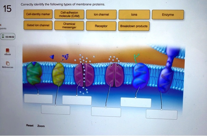 SOLVED: Correctly identify the following types of membrane proteins: 1. Cell-identity marker 2 ...