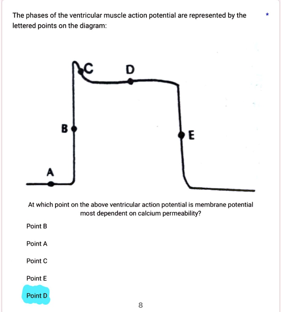 The phases of the ventricular muscle action potential are represented ...