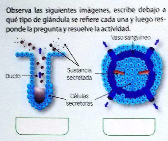 SOLVED: Que tipo de glándula es la imagen 1 y la imagen 2. Justificar ...