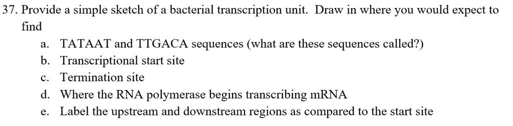 SOLVED: 37. Provide a simple sketch of a bacterial transcription unit ...