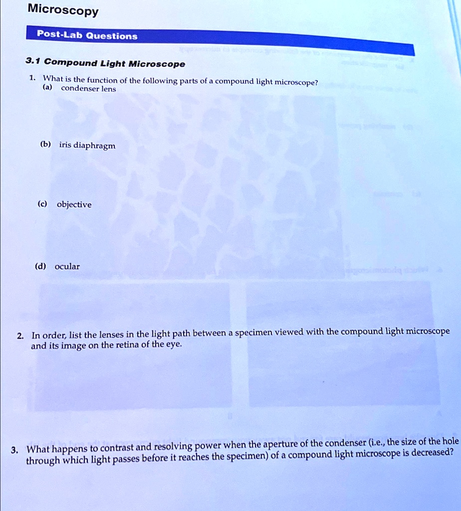 Microscopy Post-Lab Questions 3.1 Compound Light Microscope 1. What is ...