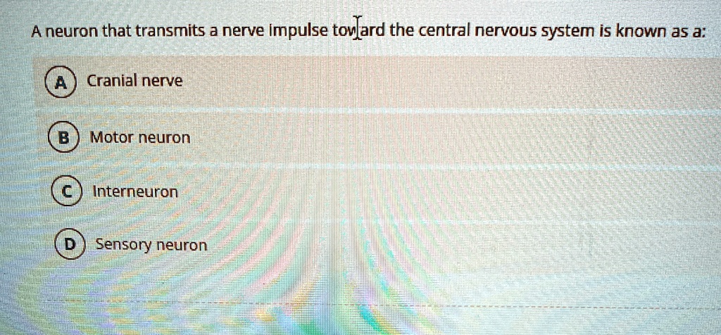 A neuron that transmits a nerve impulse toward the central nervous ...