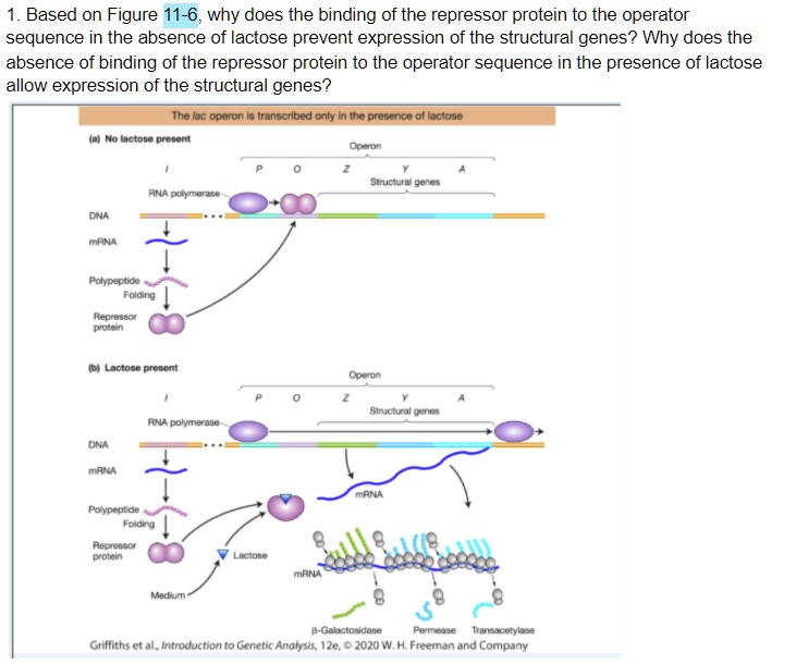 based on figure 11 6 why does the binding of the repressor protein to the operator sequence in ...