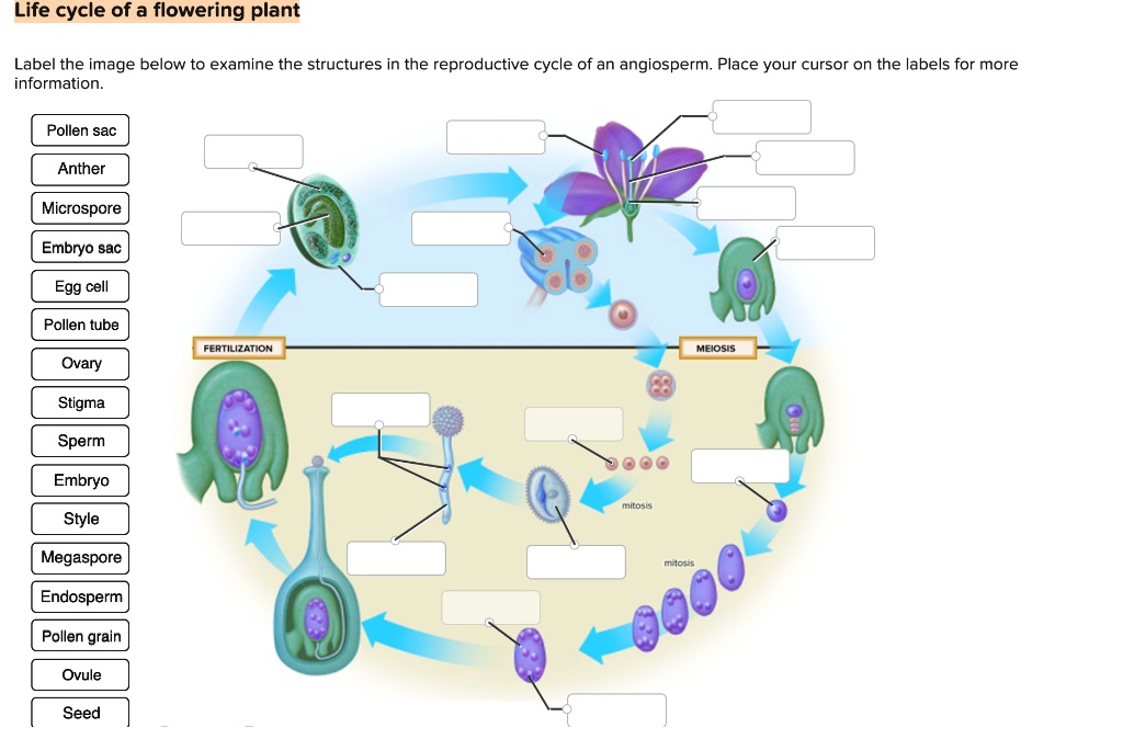 SOLVED: Life cycle of a flowering plant Label the image below to ...