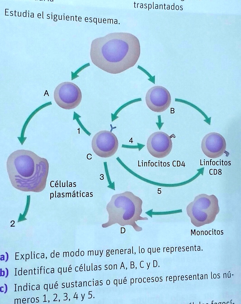 SOLVED: ¿Qué representa este esquema? trasplantados Estudia el siguiente esquema. Linfocitos CD4 ...