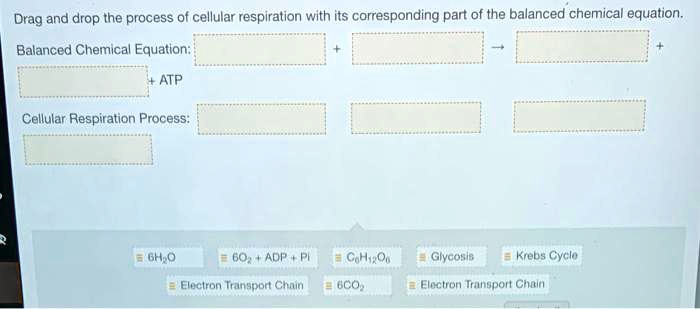 SOLVED: Drag and drop the process of cellular respiration with its corresponding part of the ...