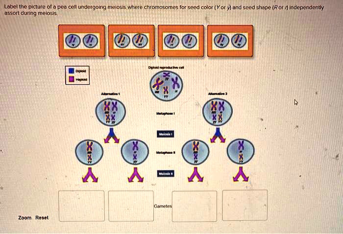 Label the picture of a pea cell undergoing meiosis where chromosomes ...