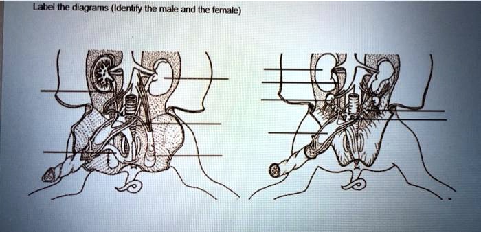 SOLVED: Label the diagrams (Identify the male and the female)