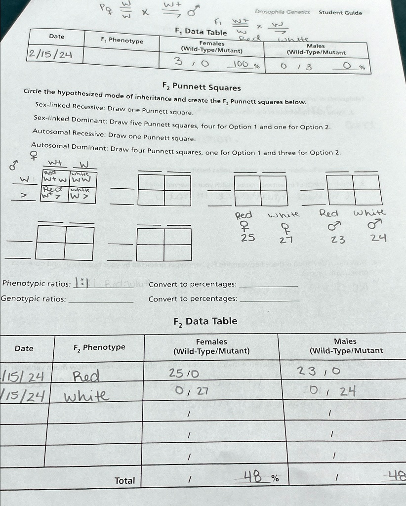 f2 punnett squares circle the hypothesized mode of inheritance and ...