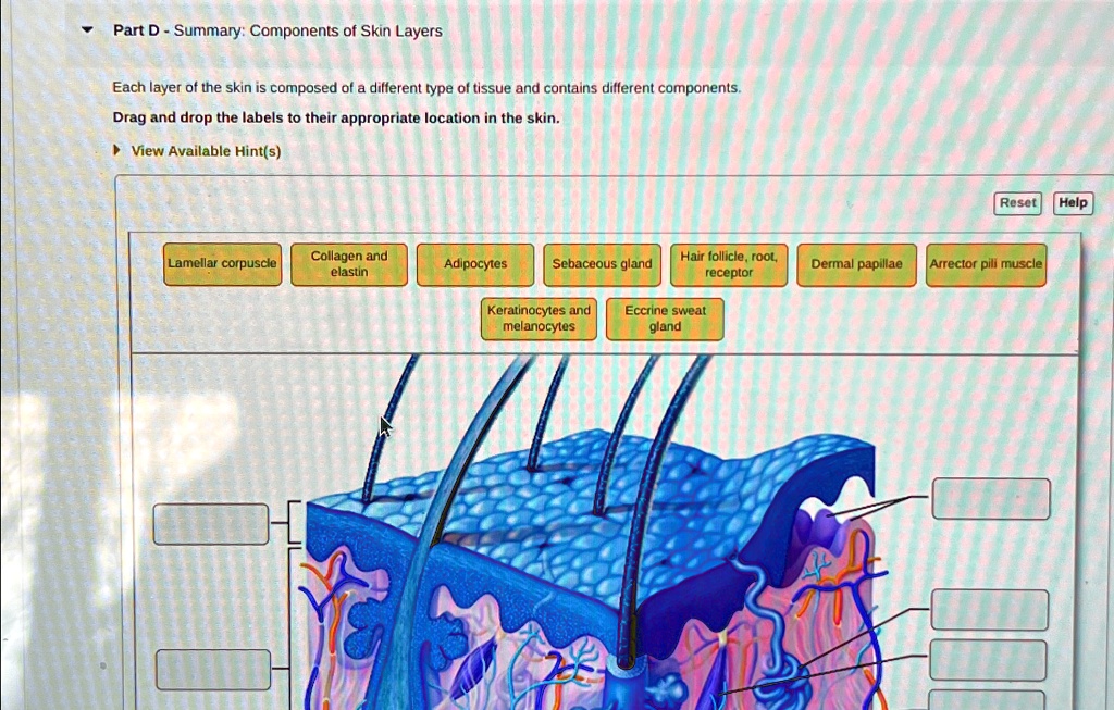 ? Part D - Summary: Components of Skin Layers Each layer of the skin is ...
