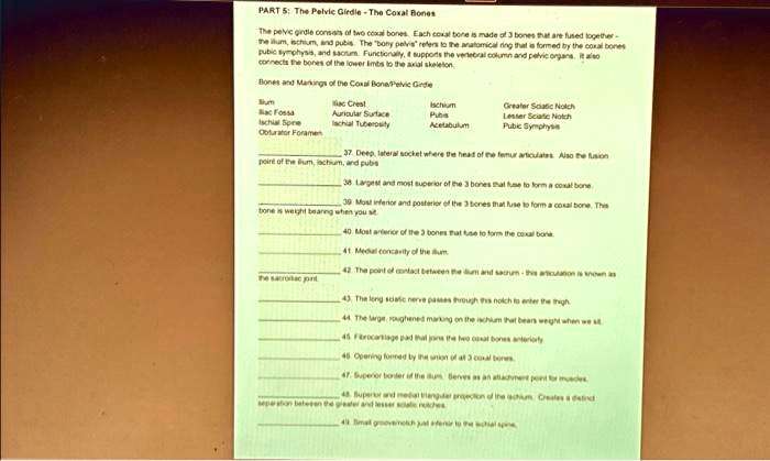 PART 5: The Pelvic Girdle - The Coxal Bones The pelvic girdle consists ...