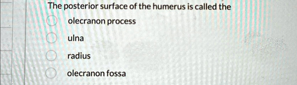 The posterior surface of the humerus is called the olecranon process ...
