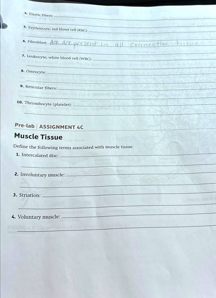 SOLVED: Elastic fibers: Erythrocyte; red blood cell (RBC): Fibroblast ...