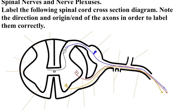 spinal nerves and nerve plexuses label the following spinal cord cross ...