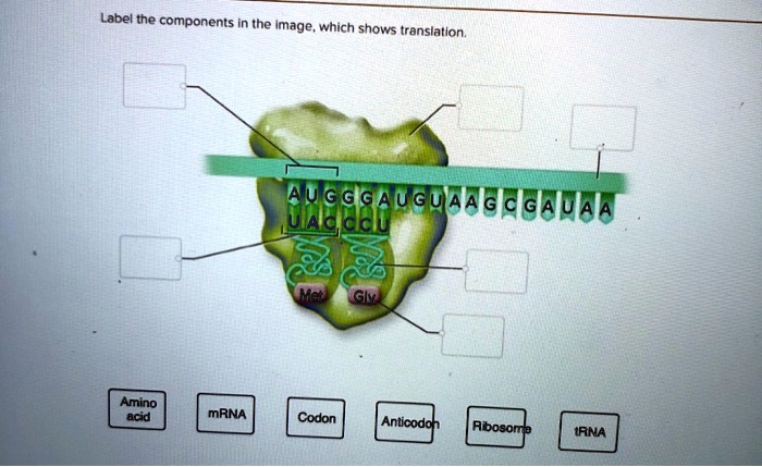 [GET ANSWER] label the components in the image which shows translatlon ...