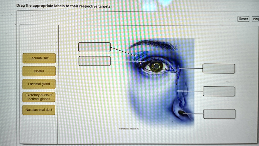 Drag the appropriate labels to their respective targets: Lacrimal sac ...
