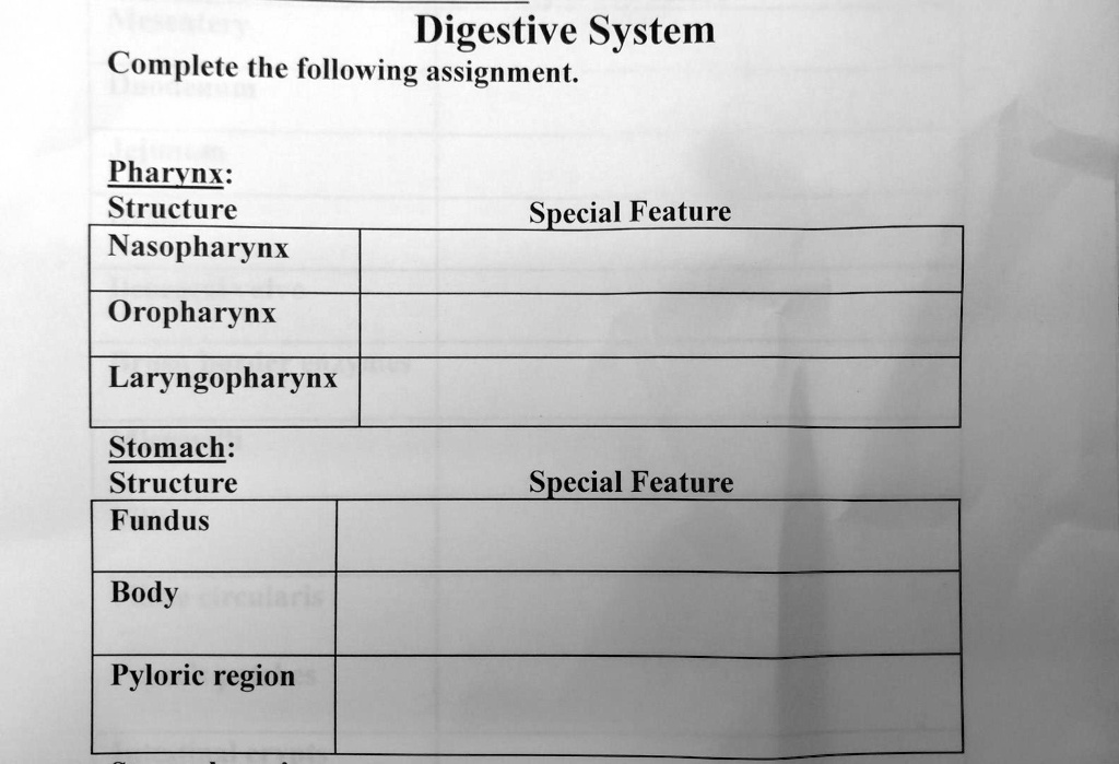 Laryngopharynx Anatomy Definition Parts Lymphatics