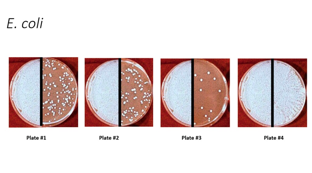SOLVED:E. coli Plate #1 Plate #2 Plate #3 Plate #4