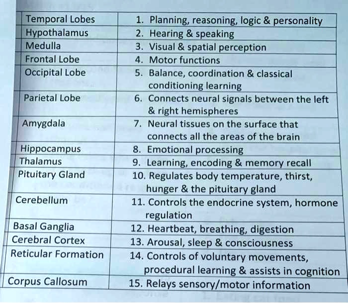 Temporal Lobes Hypothalamus Medulla Frontal Lobe Occipital Lobe ...