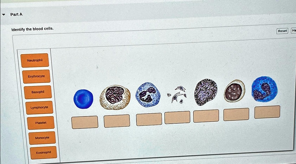 Part A Identify the blood cells. Neutrophil Erythrocyte Basophil ...