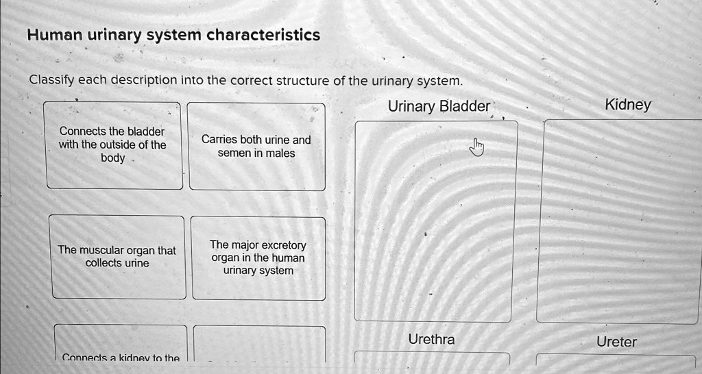 Human urinary system characteristics Classify each description into the ...