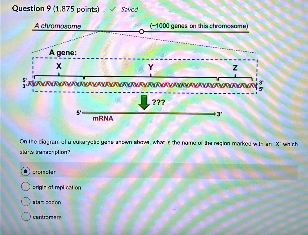 question 9 1875 points saved on the diagram of a eukaryotic gene shown ...