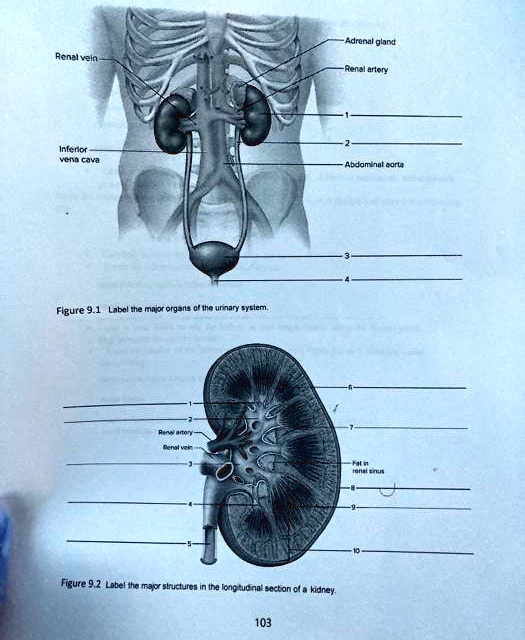 SOLVED: Adrenal gland Renal vein Renal artery Inferior vena cava Abdominal aorta Figure 9.1 ...
