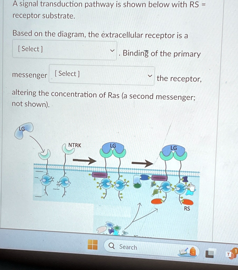 A signal transduction pathway is shown below with RS = receptor ...