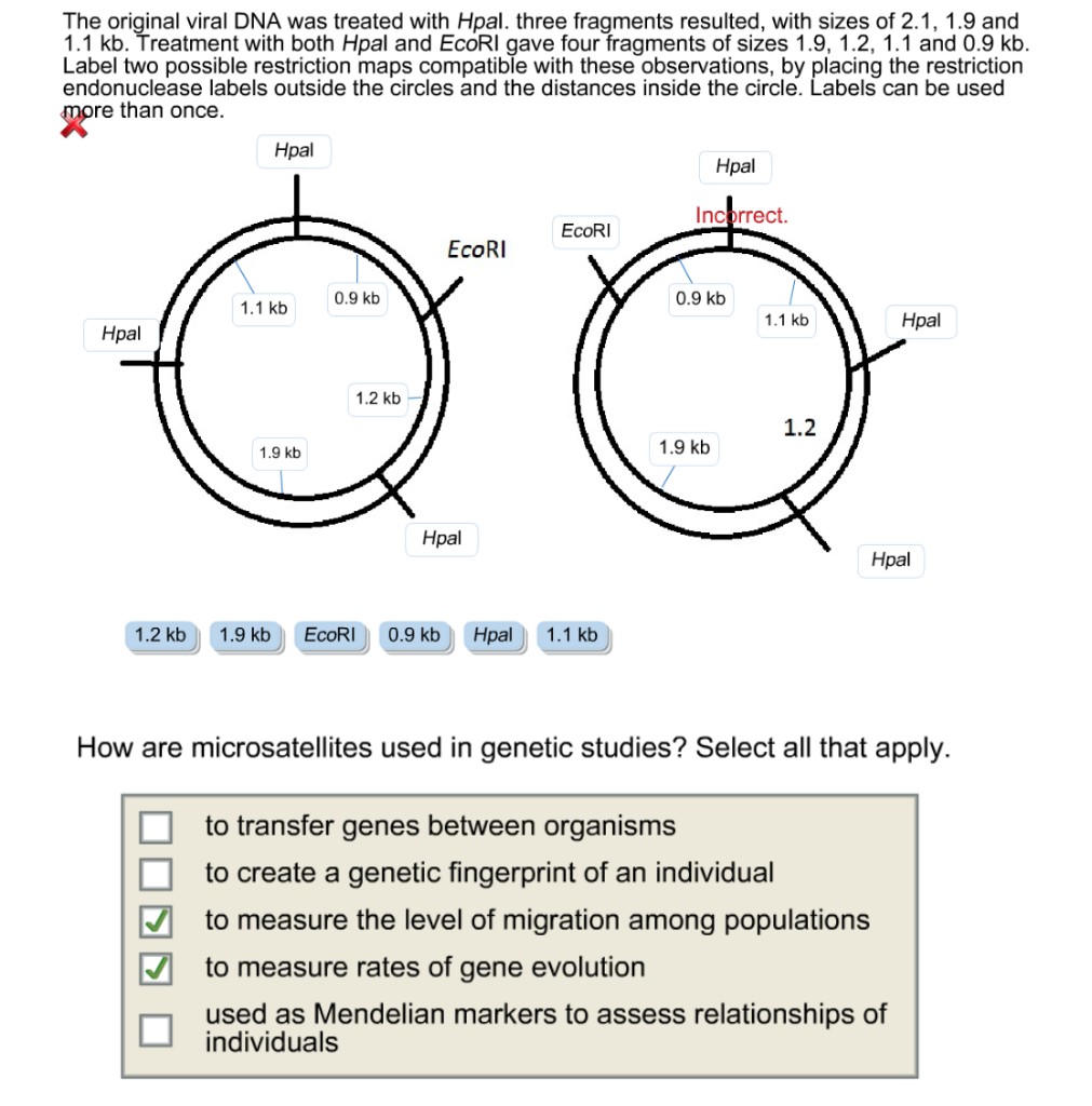 SOLVED: The original viral DNA was treated with Hpal. three fragments ...