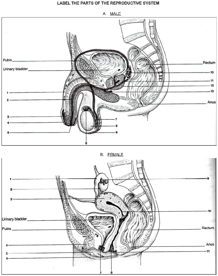 SOLVED: Please label all the figures in the attached document. LABEL ... SOLVED: Please label all the figures in the attached document. LABEL ...