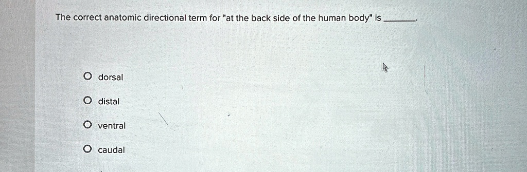 the correct anatomic directional term for at the back side of the human ...