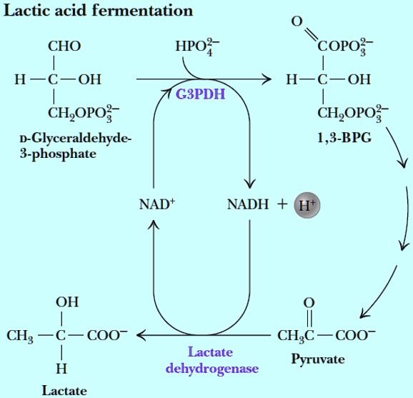 SOLVED: 'please help meHow can anaerobic respiration help in having a ...