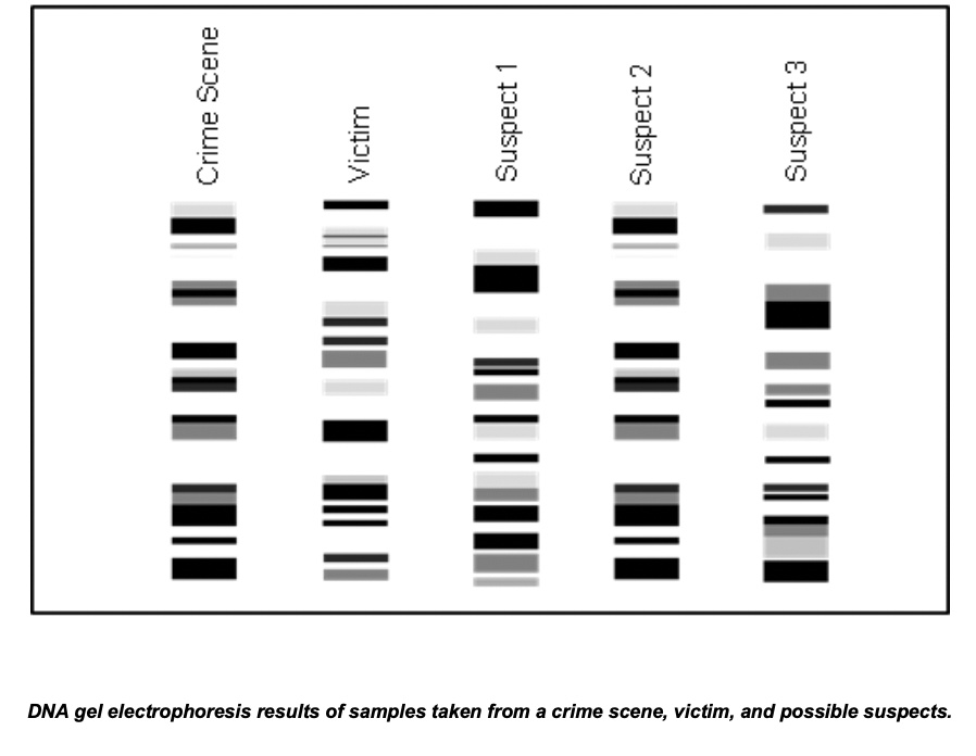 SOLVED: Scene 8 Victim Suspect Suspect 2 Suspect 3 DNA gel ...