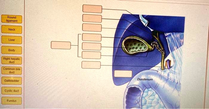 SOLVED: Round ligament Neck Liver Body Right hepatic duct Common bile ...