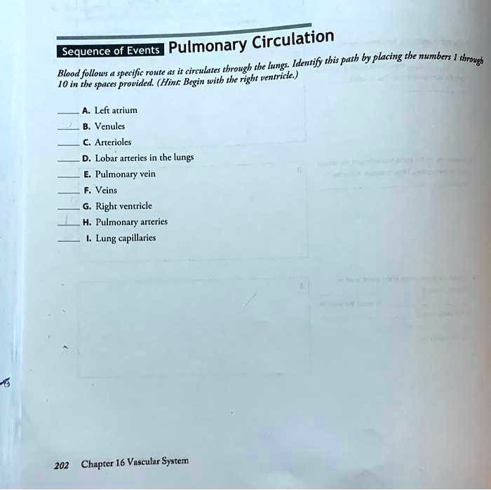 pulmonary circulation sequence of events identify this path by placing the numbers throvga blood ...
