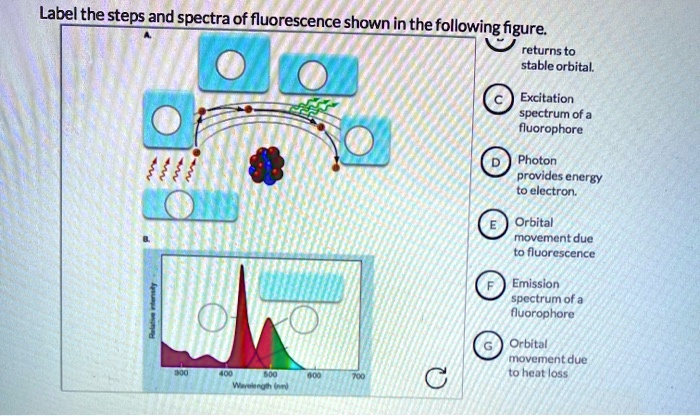 label the steps and spectra of fluorescence shown in the following ...