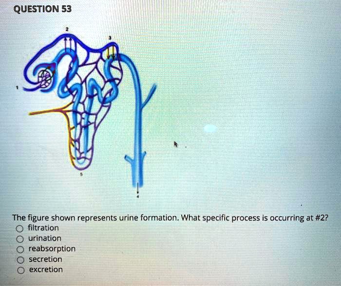 SOLVED:QUESTION 53 The figure shown represents urine formation: What ...