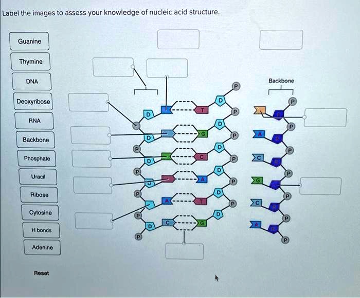 SOLVED: Label the images to assess your knowledge of nucleic acid ...