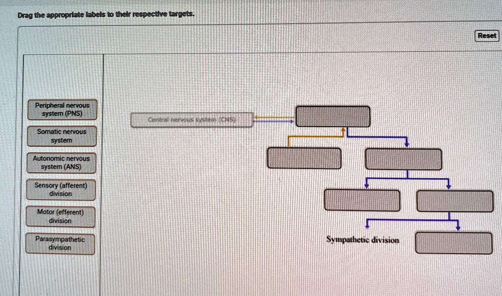 drag the appropriate labels to their respective targets peripheral ...