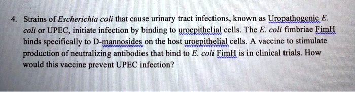 strains of escherichia coli that cause urinary tract infections known ...