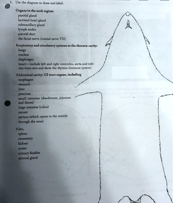 SOLVED: Use thc diagram drax Iabcl: Organs the seck region: parotid ... SOLVED: Use thc diagram drax Iabcl: Organs the seck region: parotid ...