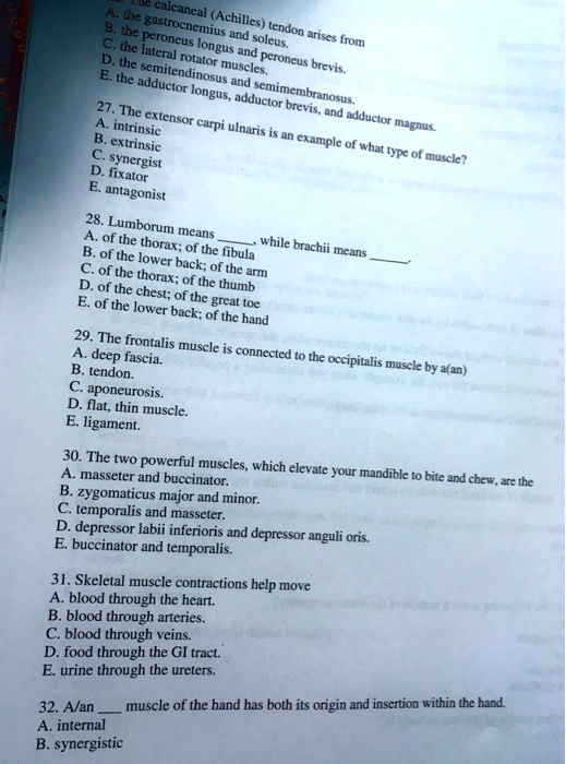 SOLVED: A. The gastrocnemius and soleus. (Achilles tendon arises from ...
