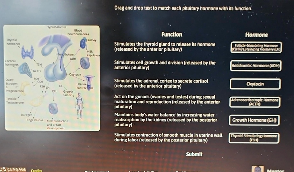 Texts: Drag and drop text to match each pituitary hormone with its function. Hypothalamus Blood ...