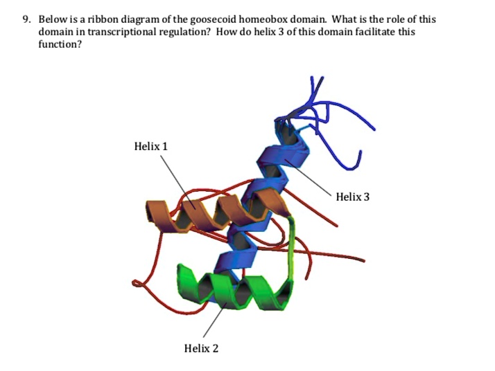 SOLVED: Below is a ribbon diagram of the goosecoid homeobox domain ...