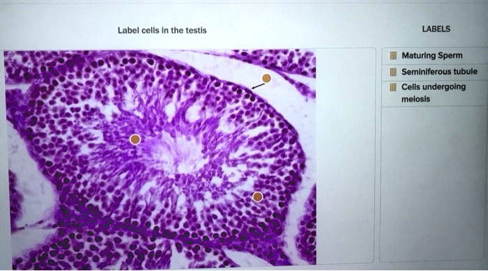 label cells in the testis labels maturing sperm seminiferous tubule ...