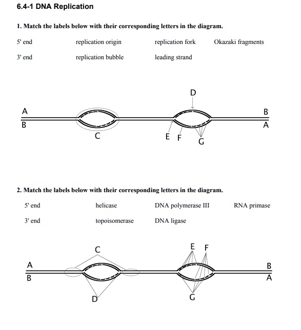 SOLVED: 6.4-1 DNA Replication 1. Match the labels below with their ...