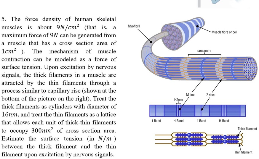 5. The force density of human skeletal muscles is about 9N/cm^2 (that ...