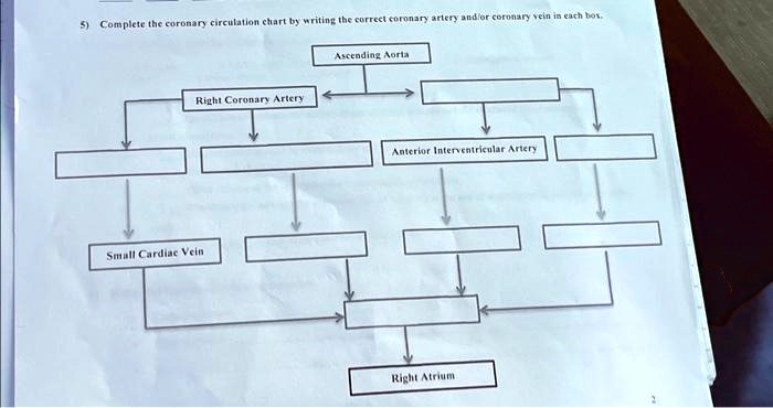 5) Complete the coronary circulation chart by writing the correct ...